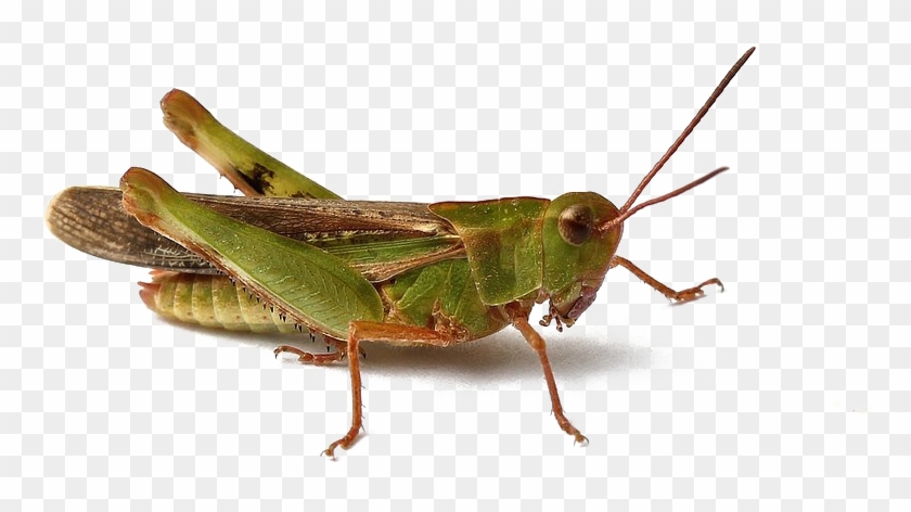 Realistic Grasshopper Png Image Free Download - Band Winged ...