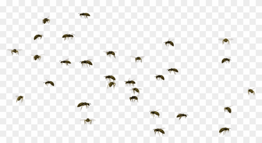Png For - Wasp Swarm Png, Transparent Png - 1024x645(#2799299) - PngFind