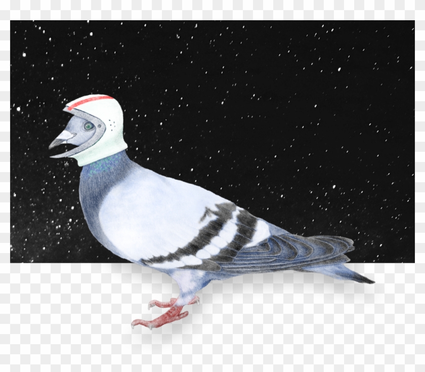 Hero - Space Pigeon, HD Png Download - 1000x828(#281550) - PngFind