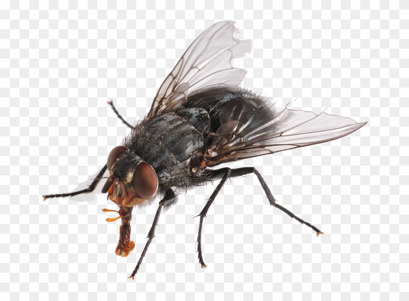 Fly Hd Png - Body Of A Fly, Transparent Png - 777x592(#281987) - PngFind