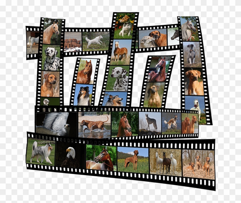 Collage, HD Png Download - 730x656(#282876) - PngFind