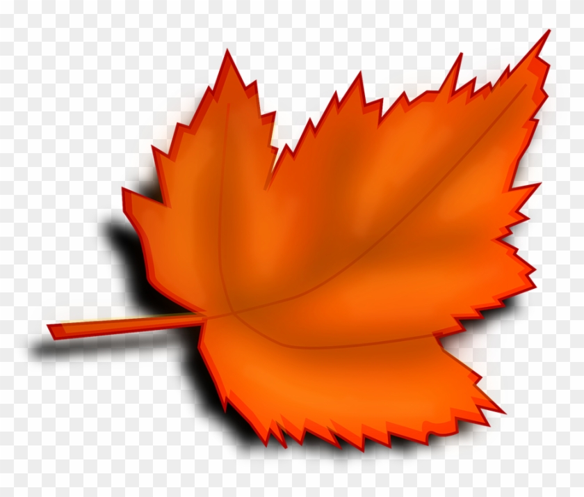 Maple Leaf, HD Png Download - 901x720(#285821) - PngFind