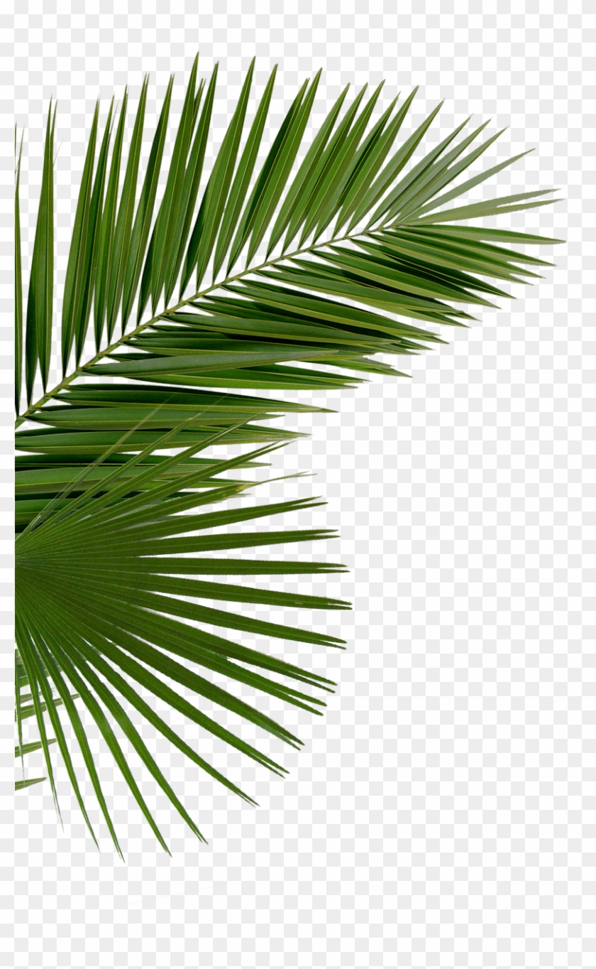 Left Palms - Clip Art, HD Png Download - 831x1454(#288093) - PngFind