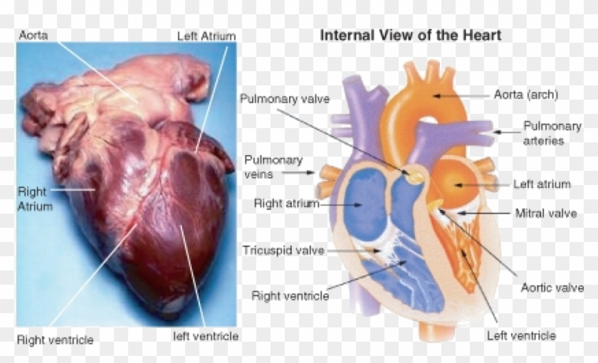 The Heart - Fat Tissue On Heart, HD Png Download - 1100x623(#288285 ...