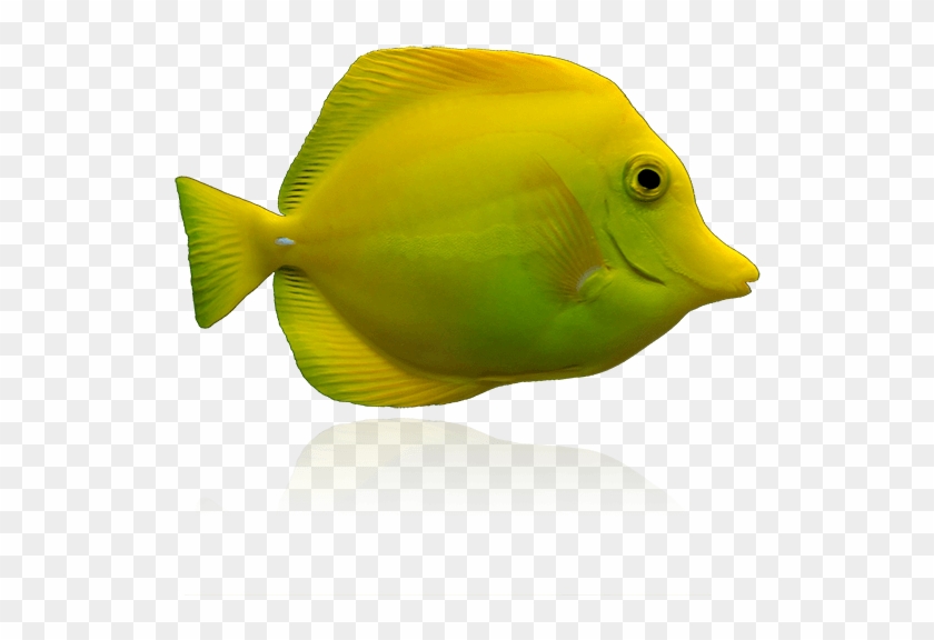 Biota Yellow Tang - Yellow Zebrasoma Tang Fish, HD Png Download ...