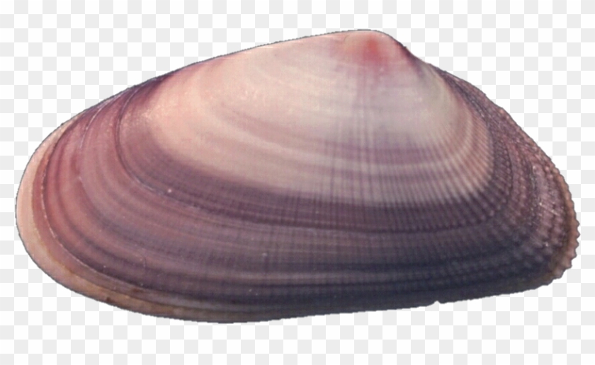 Clam Clipart Purple - Transparent Clam, HD Png Download - 874x474 ...