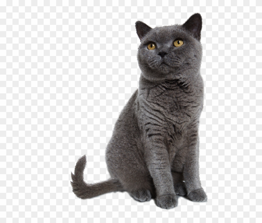 Cat Transparent Background, HD Png Download - 624x700(#2880511) - PngFind