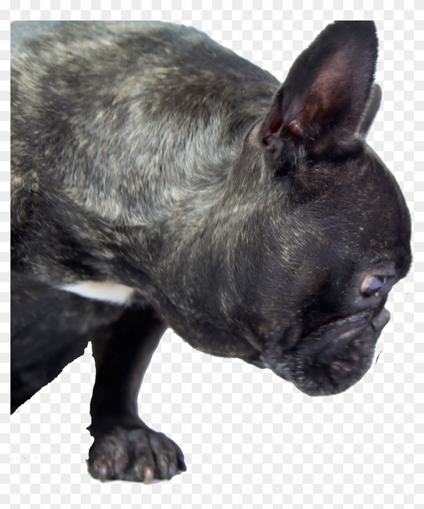 Dog And Poop, HD Png Download - 2000x1563(#2889684) - PngFind