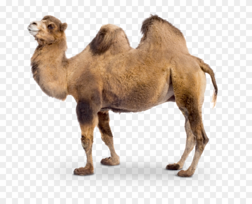 Camel Transparent Two - Camel, HD Png Download - 663x600(#2894352 ...