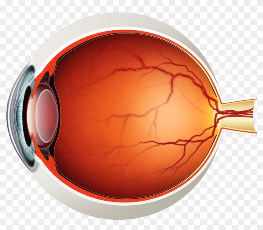 Parts Of The Eyes Png - Human Eye Anatomy Png, Transparent Png ...
