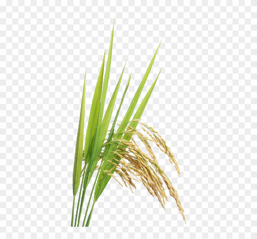Rice Plant Png, Transparent Png - 534x700(#295319) - PngFind