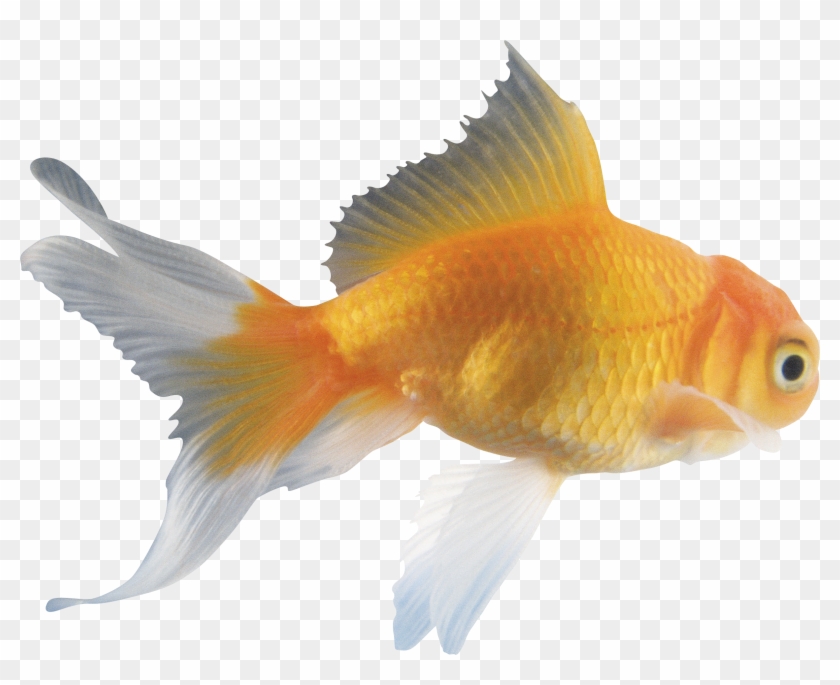 Buddy - Fish Adapted To Their Environment, HD Png Download - 2424x1864 ...