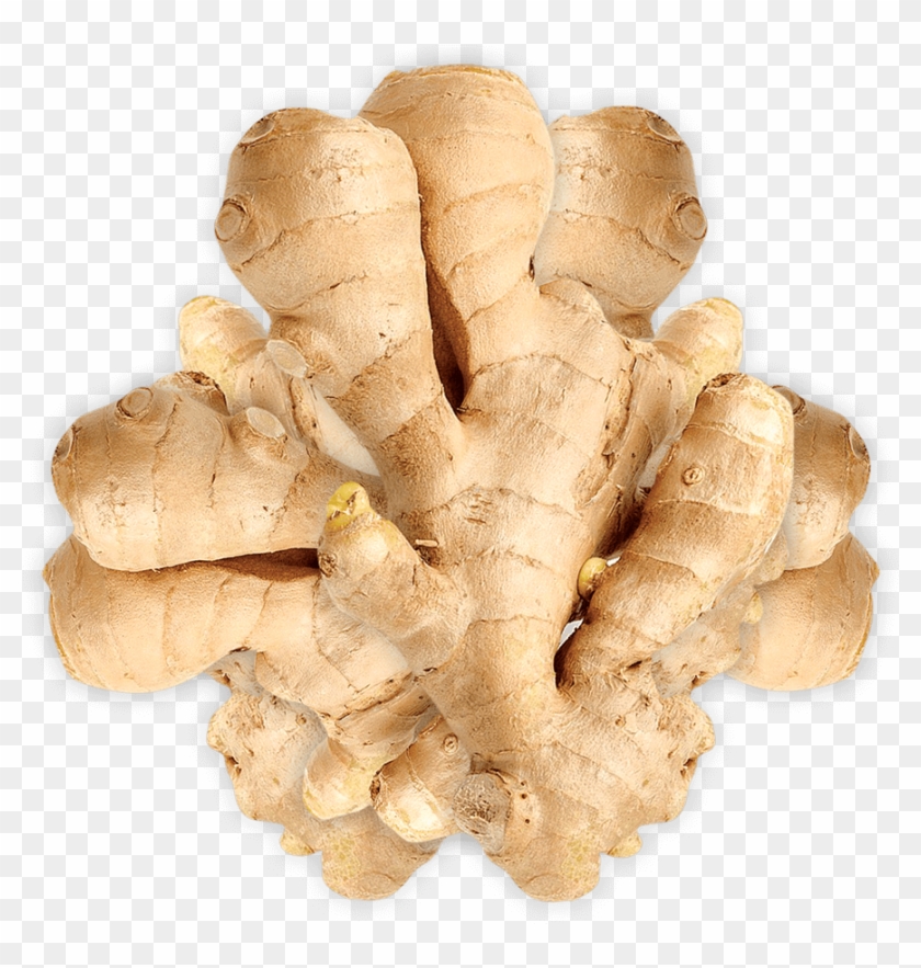 Ginger, HD Png Download - 1200x1304(#2919906) - PngFind Ginger, HD Png Download - 1200x1304(#2919906) - PngFind