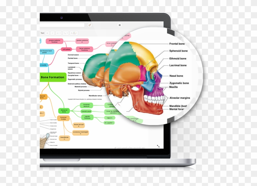 Mind Mapping Tool - Facial Bones Lateral View, HD Png Download ...