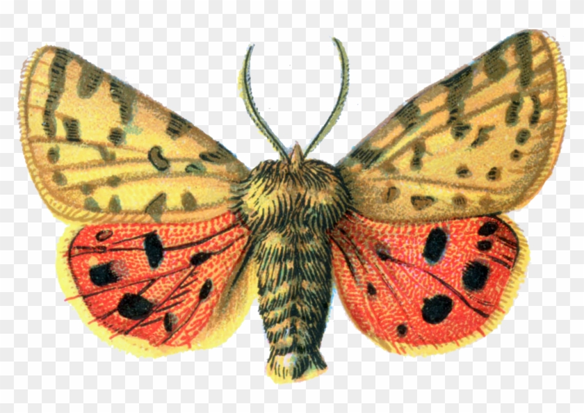 Download Moth Png File - Moth, Transparent Png - 800x529(#2929281 ...
