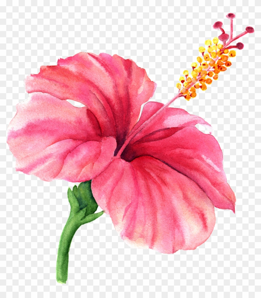 Hibiscus Png, Transparent Png - 1022x1120(#2975741) - PngFind