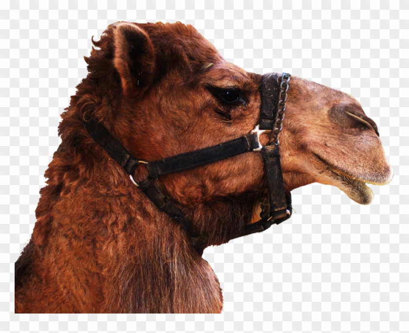Camel Png - Camel Head No Background, Transparent Png - 900x675(#33085 ...