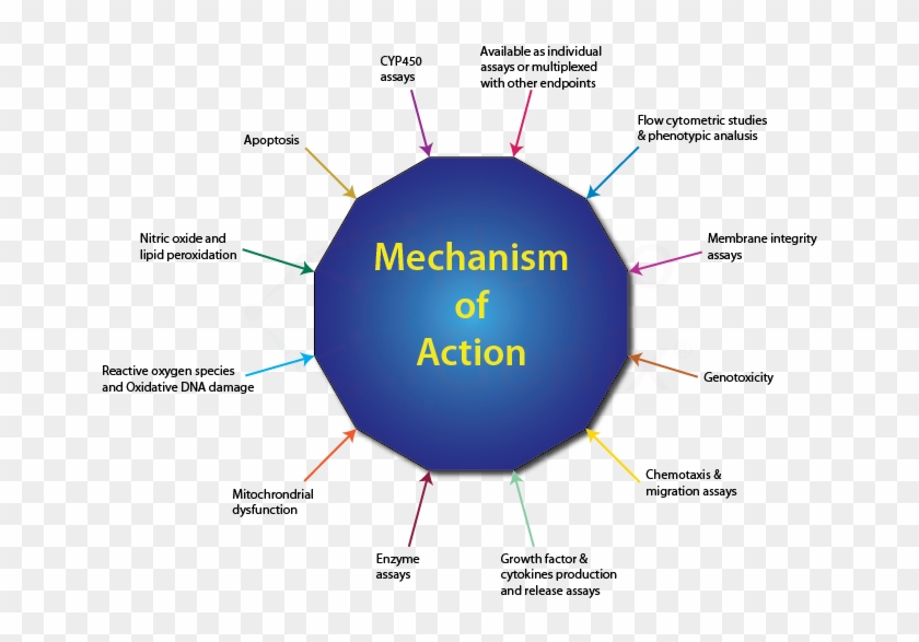 Mechanism Of Action Studies - Cytokines Mechanism Of Action, HD Png ... Mechanism Of Action Studies - Cytokines Mechanism Of Action, HD Png ...