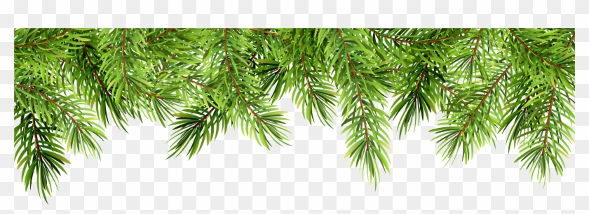 Christmas Pine Needles Png, Transparent Png - 6000x2093(#35473) - PngFind
