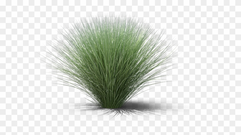 Sweet Grass, HD Png Download - 600x600(#303388) - PngFind