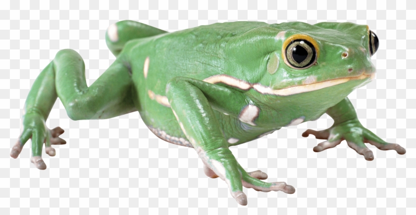 Frogs Transparent Png Images Stickpng Almost Flat - Frog Transparent ...