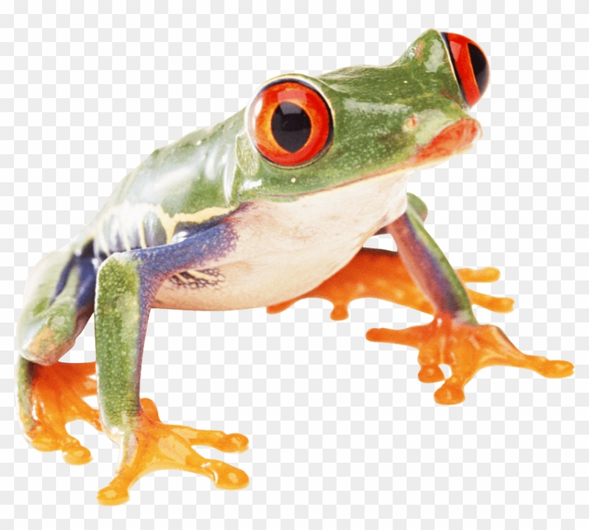 Free Png Download Frog Png Images Background Png Images - Tree Frog ...
