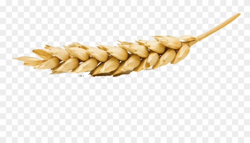 1 Grain Of Wheat, HD Png Download - 1000x700(#3001430) - PngFind