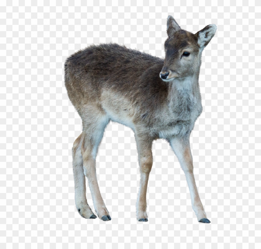 Baby Deer Png - White-tailed Deer, Transparent Png - 653x720(#3008173 ...