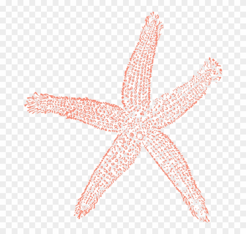 Starfish Ocean Water - Blue Sea Shell Clip Art, HD Png Download ...