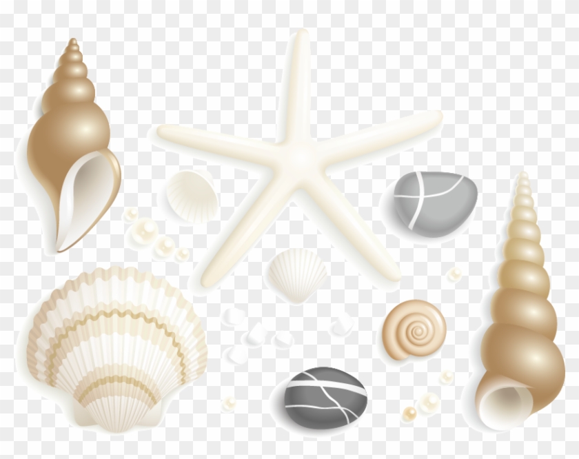 Starfish Drawing Clip Art And Shells - Shell, HD Png Download - 876x882 ...