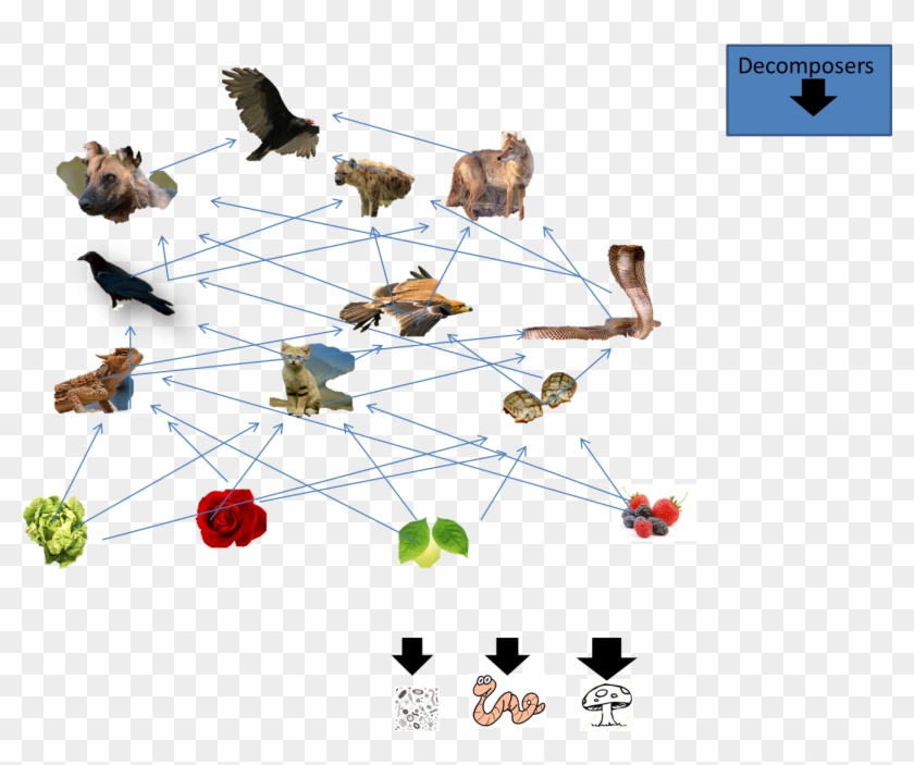 Feeding Habits Egyptian Tortoise Png Simple Tortoise - Food Web Of A ...