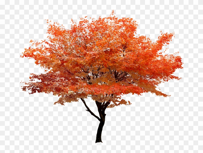 Maple Tree Transparent Background, HD Png Download - 900x560(#3130674 ...