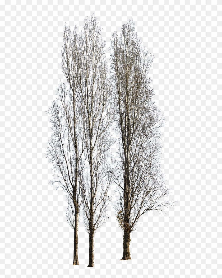 Cottonwood, HD Png Download - 566x1000(#3134101) - PngFind