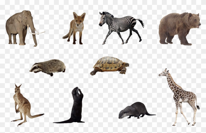 Animals Png Set By Mossi889-d4uye4q - Animals Png Download, Transparent ...