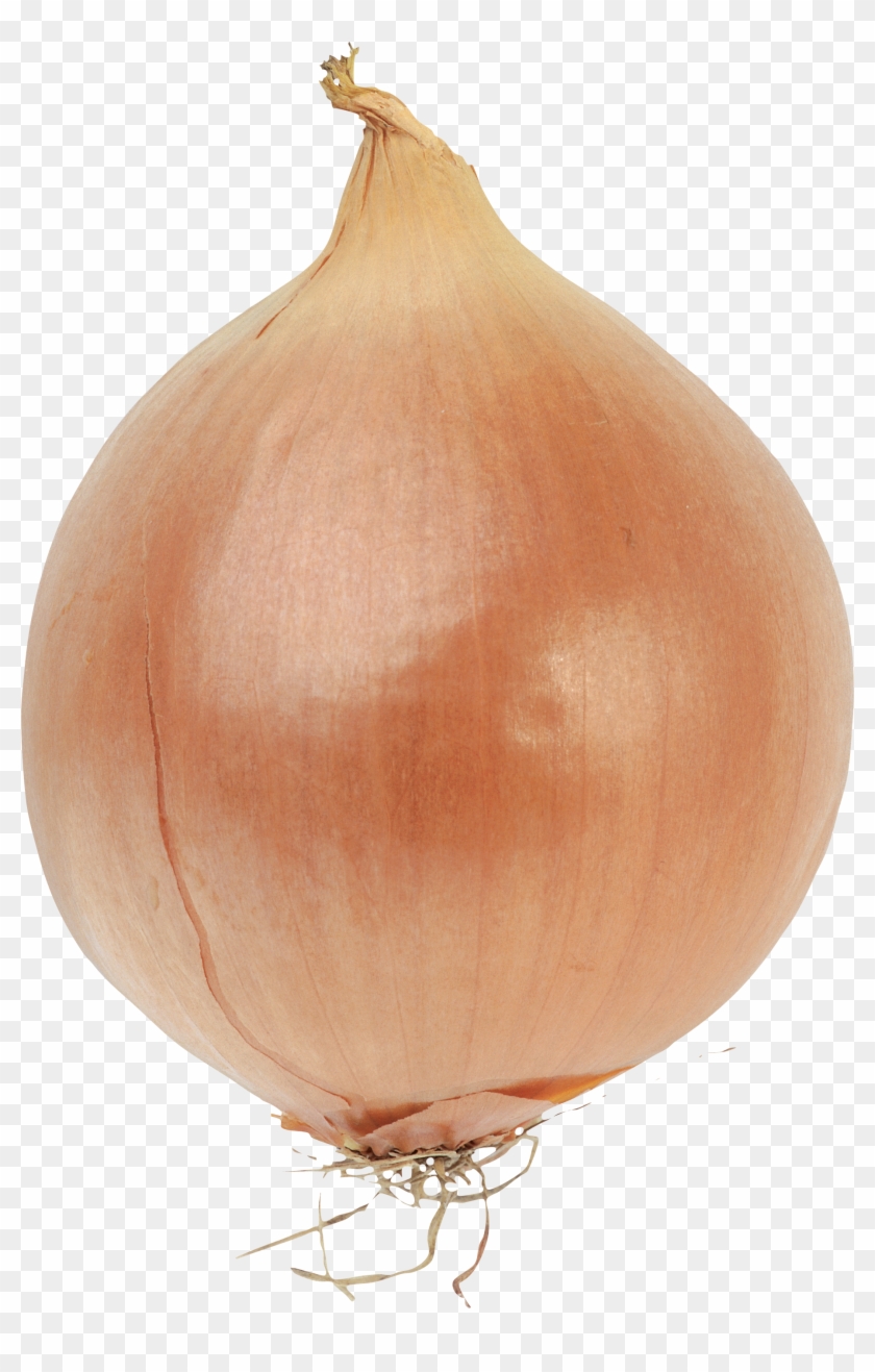 Onion Png Image - Onion With No Background, Transparent Png - 1841x2800 ...