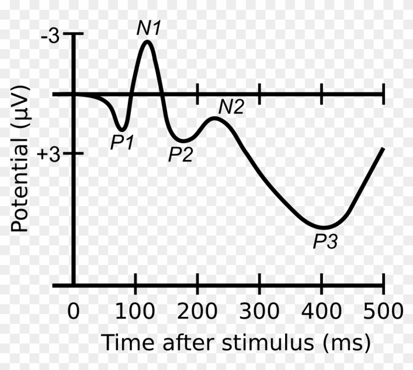 Event-related Potential - Event Related Potential Graph, HD Png ... Event-related Potential - Event Related Potential Graph, HD Png ...