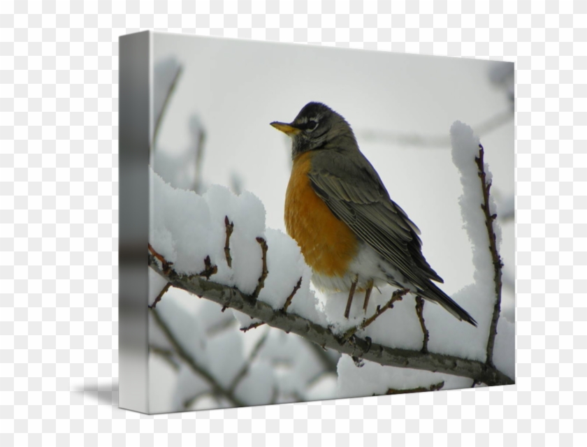 American Robin Png Transparent Image - Transparency, Png Download ...