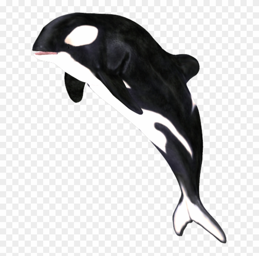 Whale Png By Clipartcotttage - Orca Whale Png, Transparent Png ...