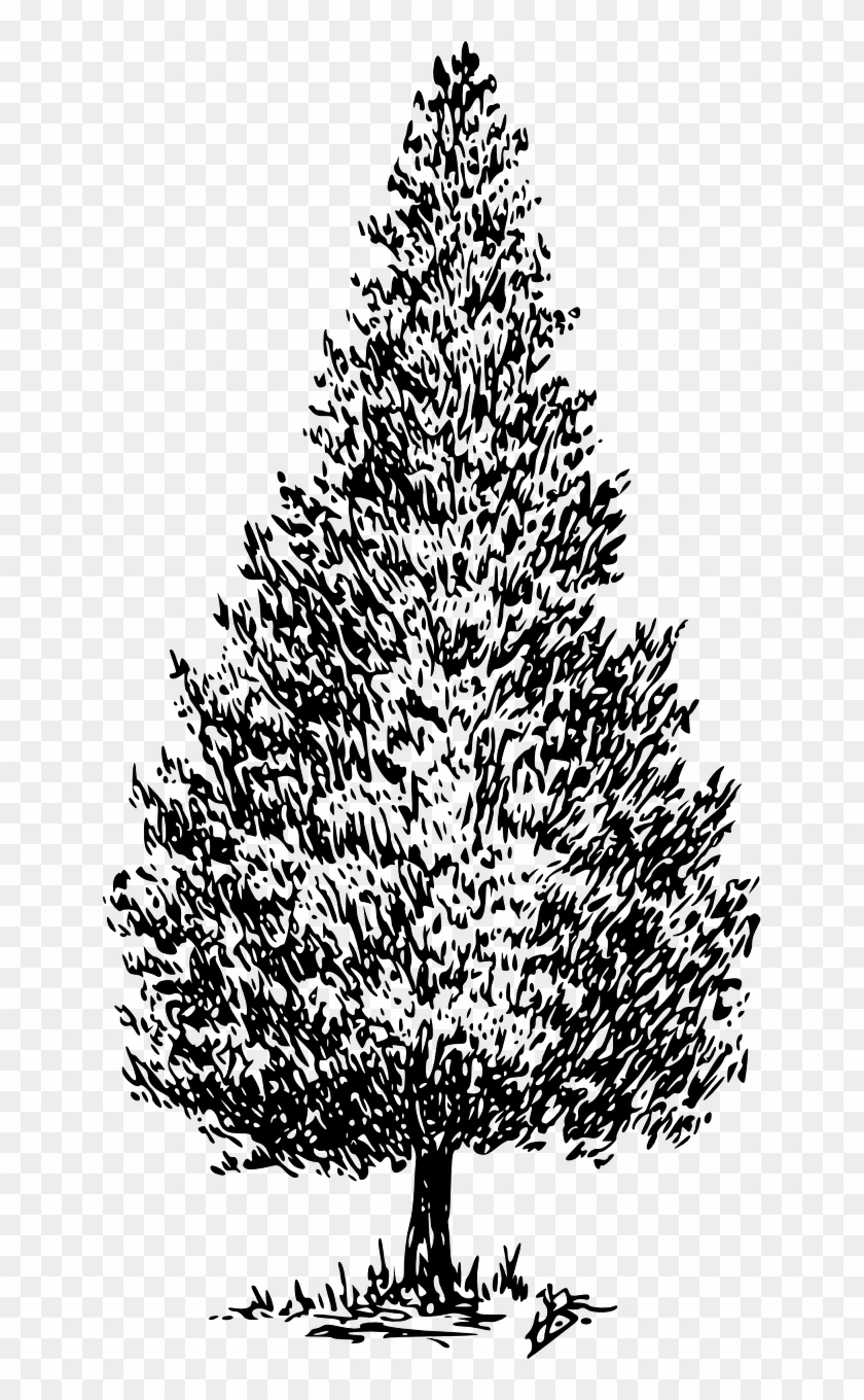 Tree Cedar Wood Forest Png Image - Cedar Tree Clip Art, Transparent Png ...