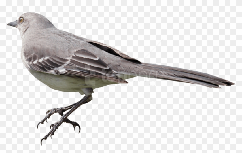 Download Bird Png Images Background - Mockingbird Png, Transparent Png ...