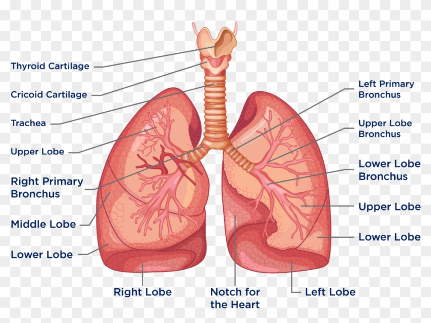 The Heart And Lungs Are Located In The Thorax, Or Chest - Heart And ...