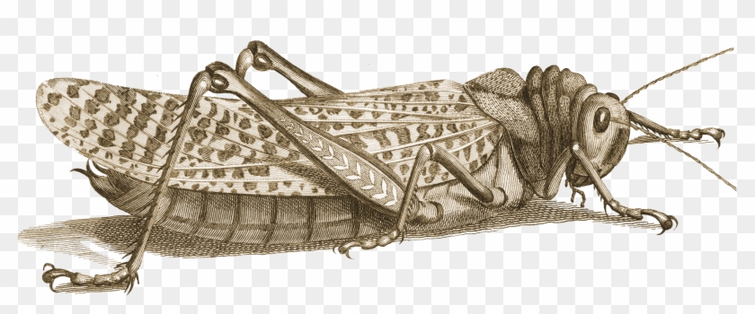Png Locust Pluspng - Illustration, Transparent Png - 2178x806(#3292601 ...