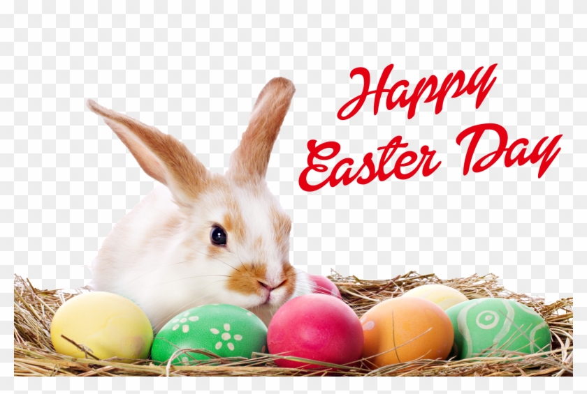 Cute Real Easter Bunny, HD Png Download - 1920x1200(#333748) - PngFind