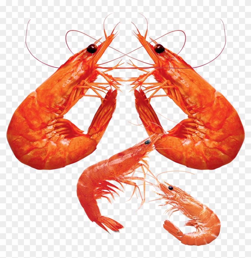 Shrimp Png Pic - Shrimp, Transparent Png - 1200x1020(#337857) - PngFind