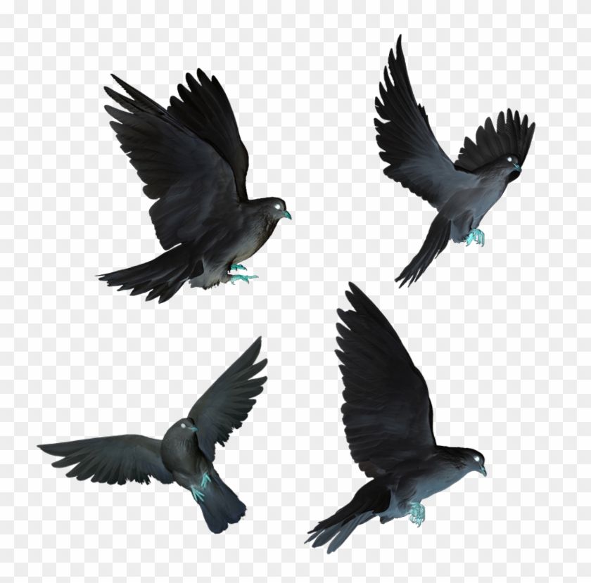 Black Dove Bird Images