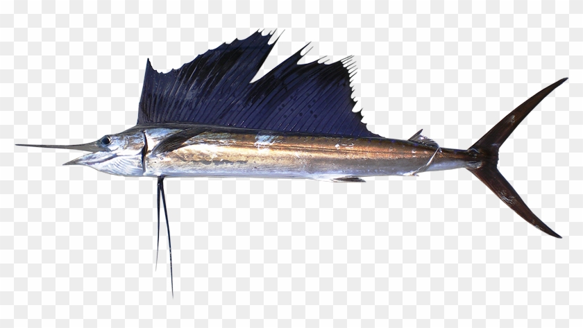 Sail Fish - Sailfish, HD Png Download - 800x393(#3326199) - PngFind