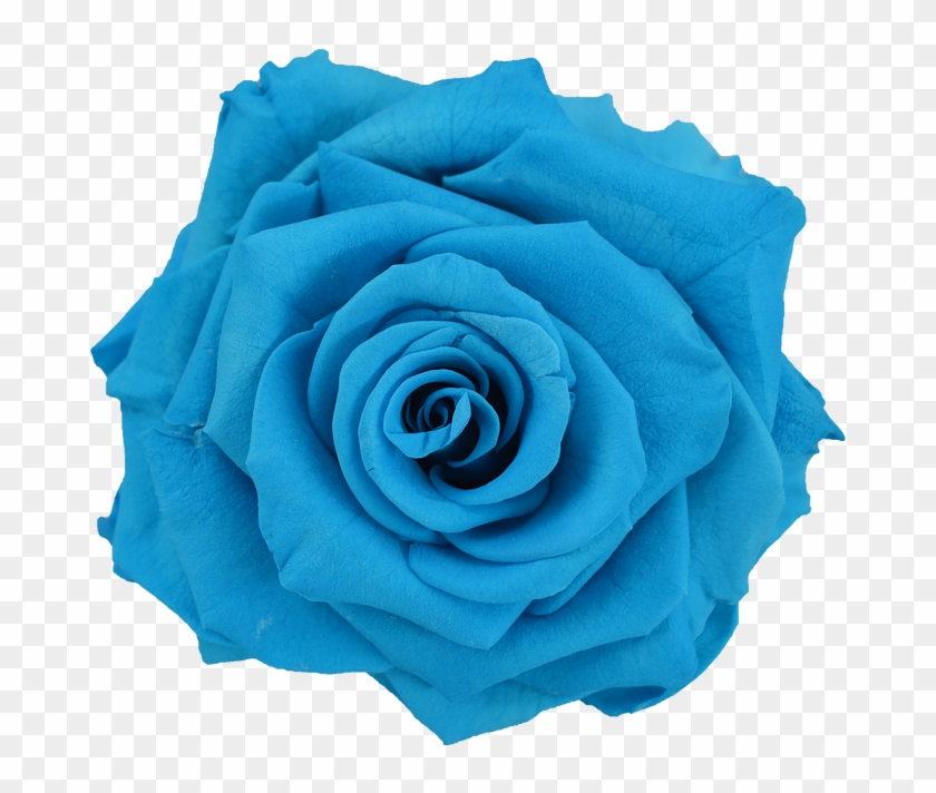 Turquoise Flower Png - Garden Roses, Transparent Png - 738x738(#3336404 ...