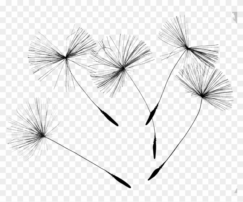 Dandelion Png Photo - Dandelion Png, Transparent Png - 1200x900 ...