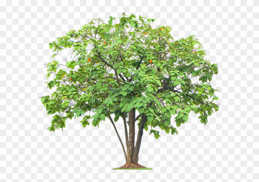 Transparent Png - Orange Tree Without Oranges, Png Download - 600x527 ...