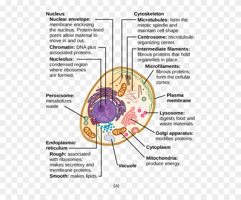 Eukaryotic Cells - Structure Of A Typical Eukaryotic Cell, HD Png ... Eukaryotic Cells - Structure Of A Typical Eukaryotic Cell, HD Png ...
